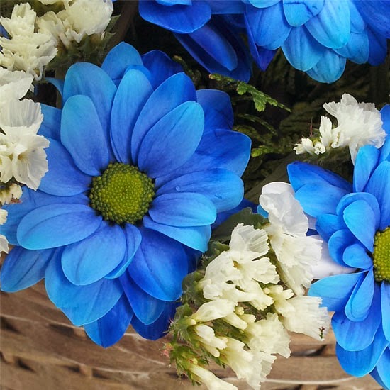 El Caballero Español: Flores azules en primavera