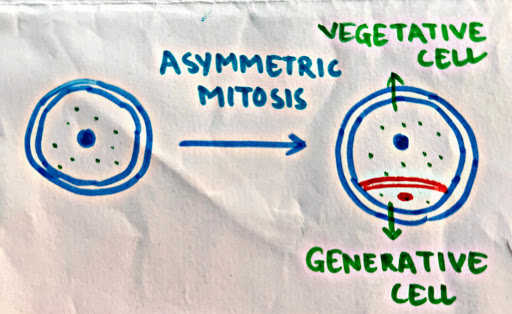 PrepBiology: REPRODUCTION in ANGIOSPERMS - POLLEN GRAIN