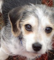 Malteagle (Beagle Maltese mix) Temperament, Size, Adoption, Lifespan