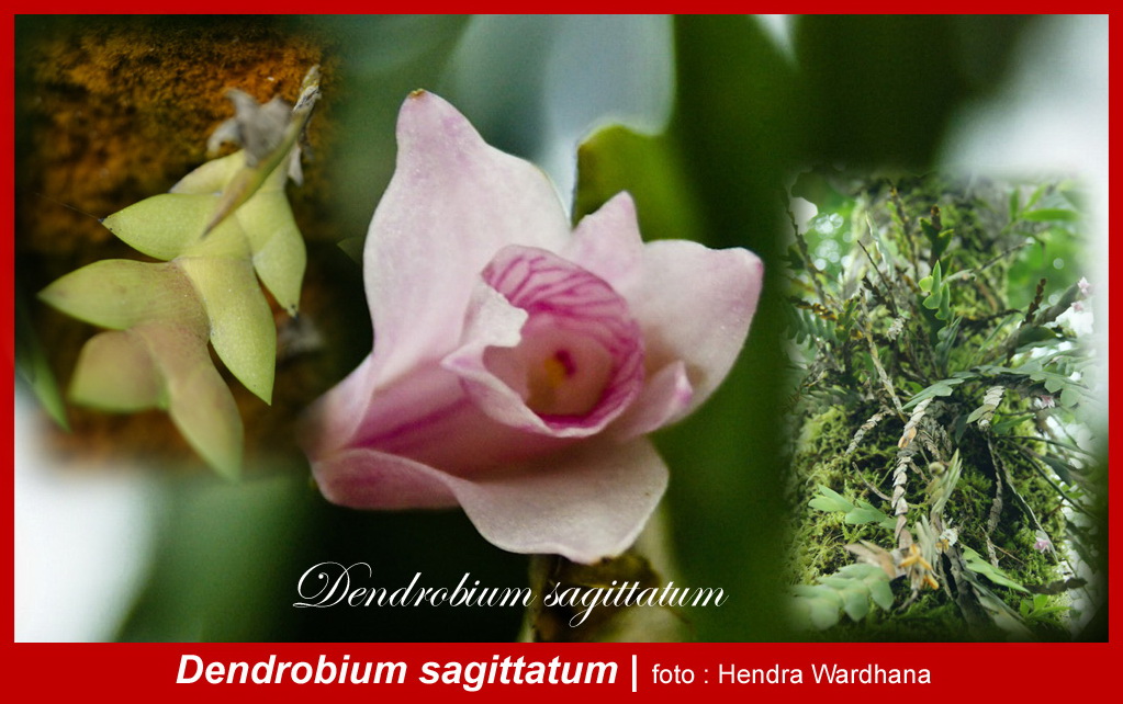 Paling Populer 30+ Gambar Bunga Anggrek Dan Bagian Bagiannya - Gambar ...