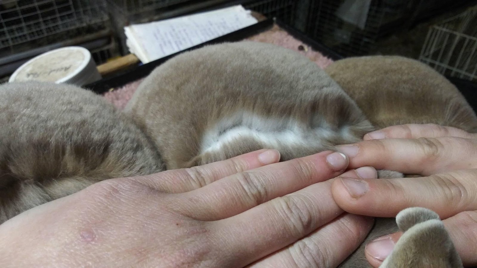 HuckleBerry Farm: Lessons: Lynx Mini Rex