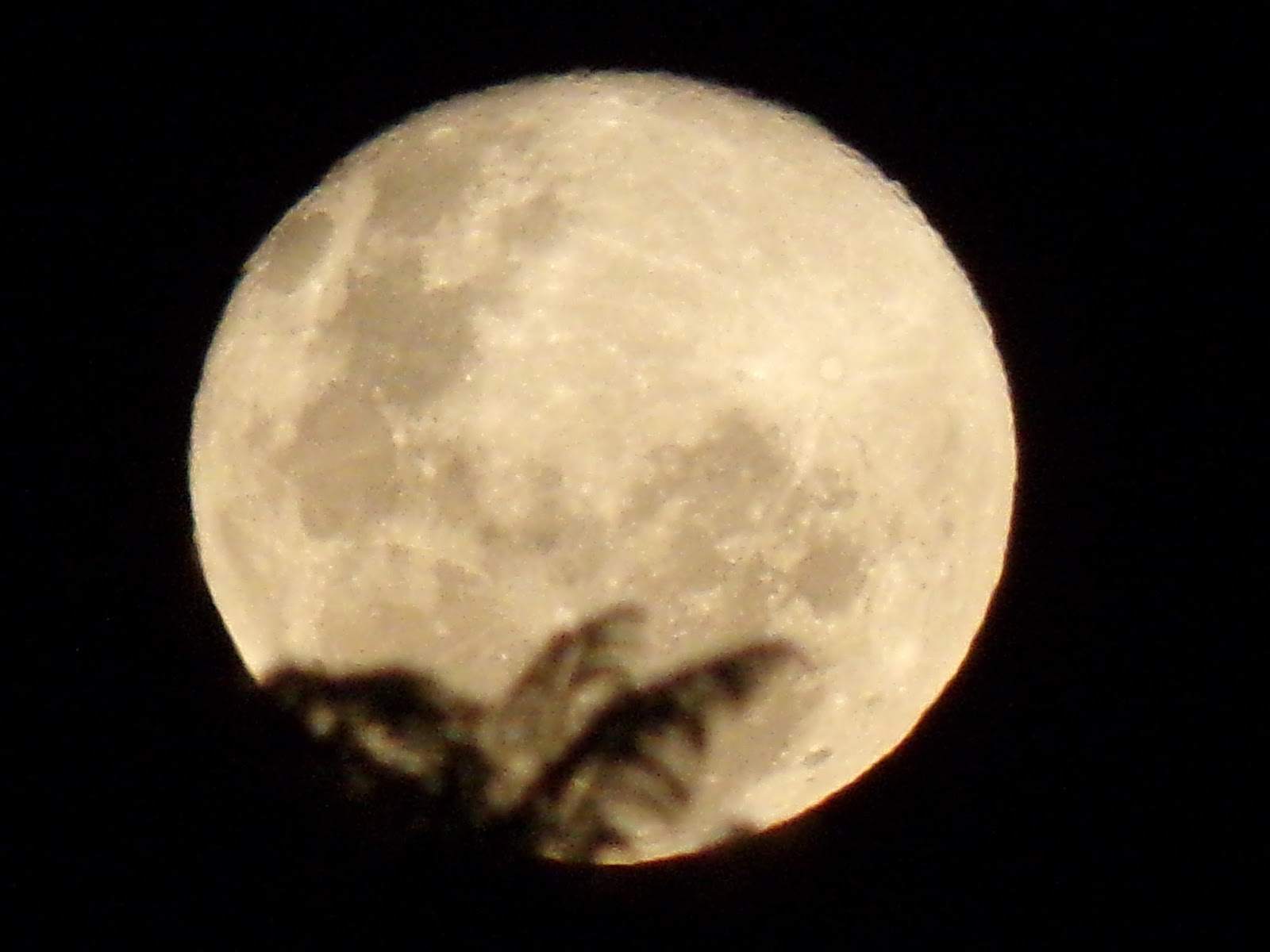 Lunas y Luces : Luna y Planta Luna 22 de Mayo Luna Llena. Segundo Día ...