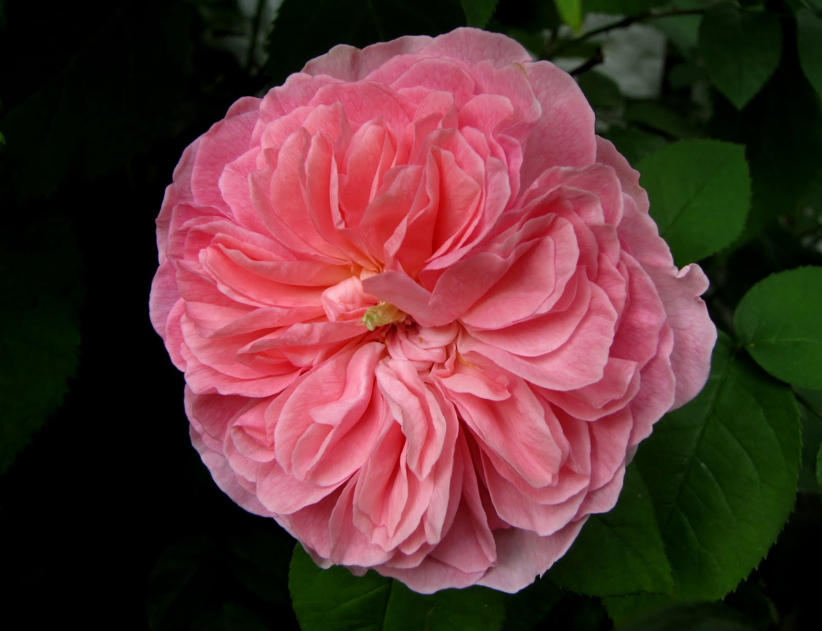 Stitches etc.: David Austin roses