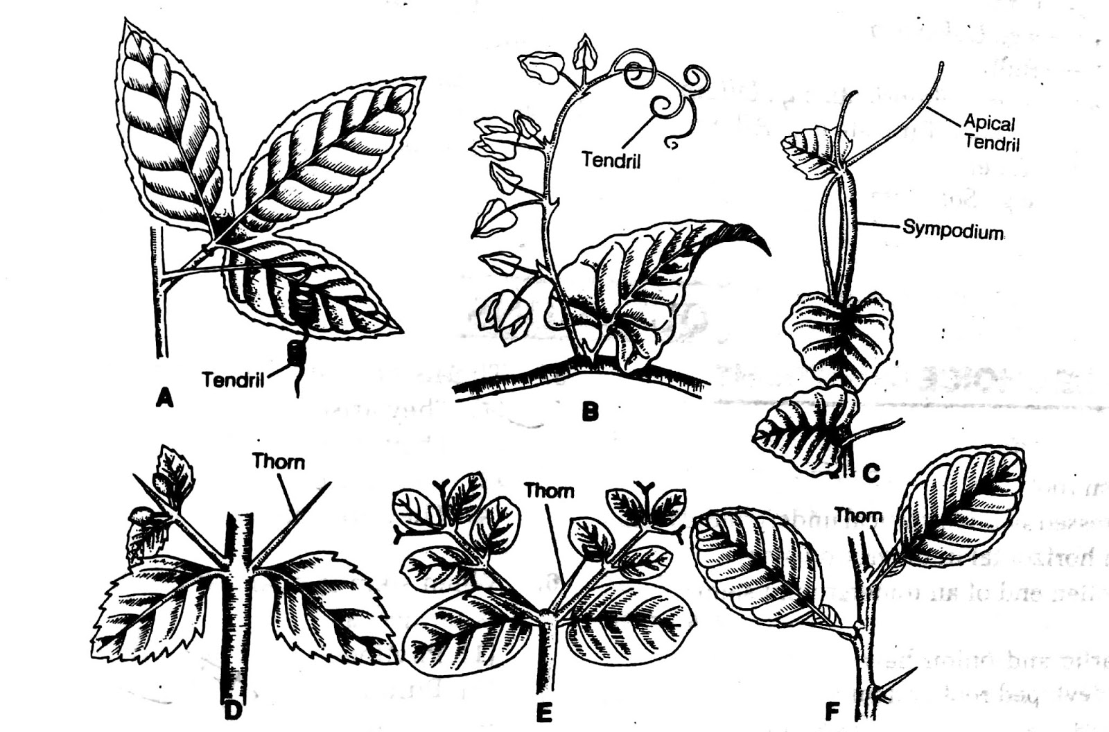 Botanica: MORPHOLOGY OF STEM