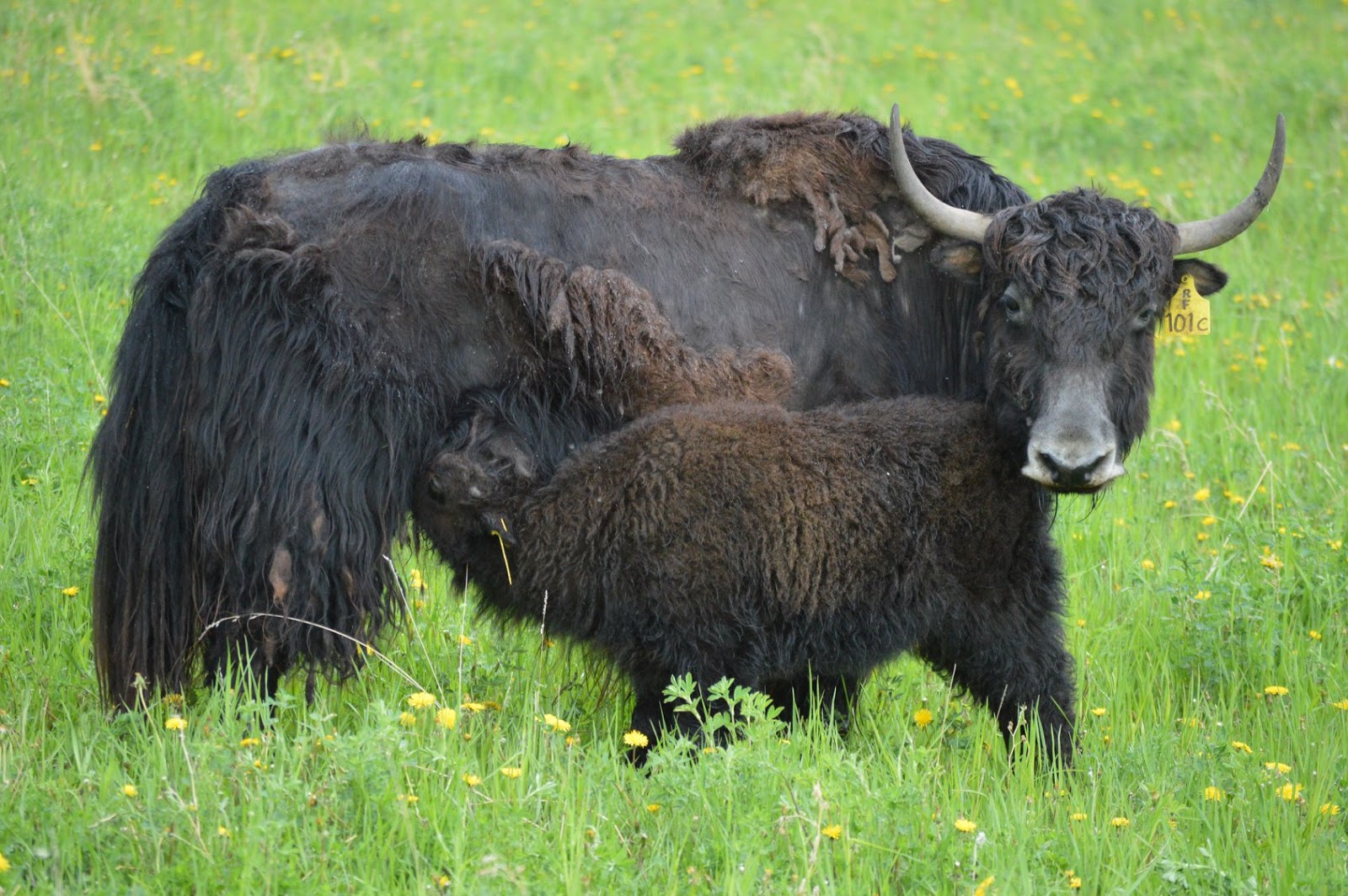 Springridge Ranch Grass-Fed Yak-Cross Beef: 2020 Calving Season