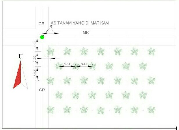 TC CILACAP.COM: CARA PANCANG TANAM MATA LIMA KELAPA SAWIT