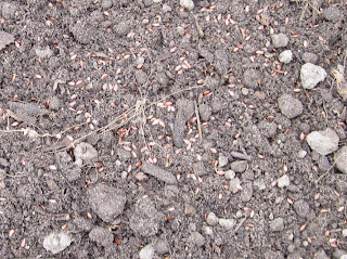 MOSTLY ABOUT FLAX: Growing and Processing Flax (with photos)