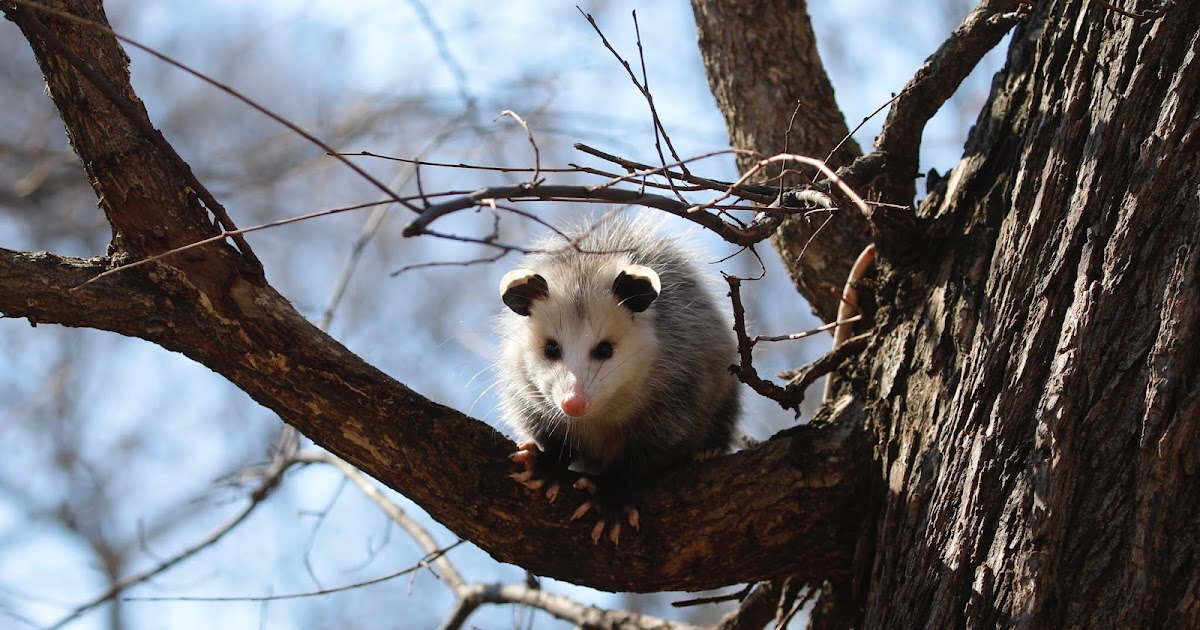 EV Grieve: The first opossum sighting of 2021 in Tompkins Square Park