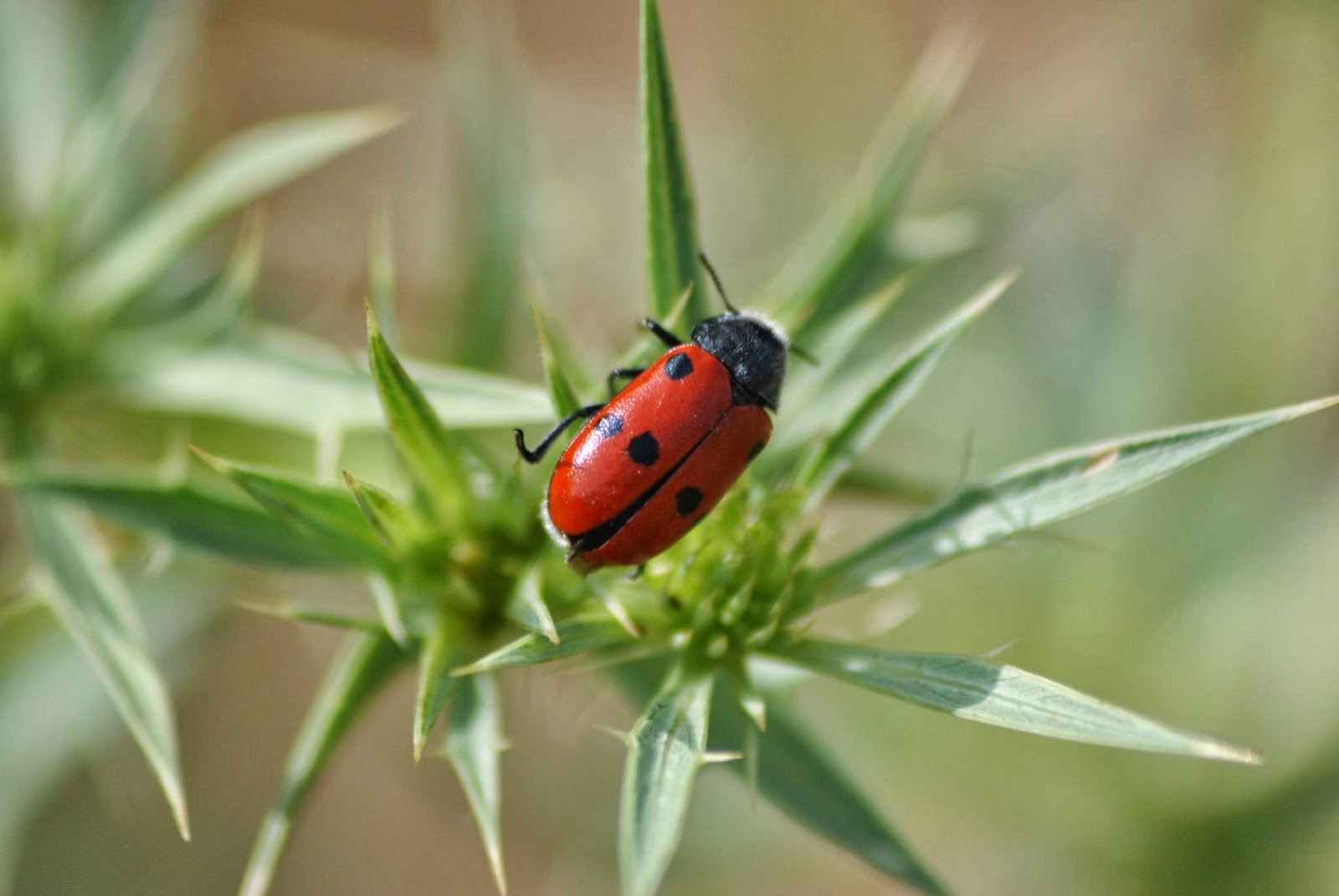 Insectos de la Sierra de Huetor: Orden Coleóptera