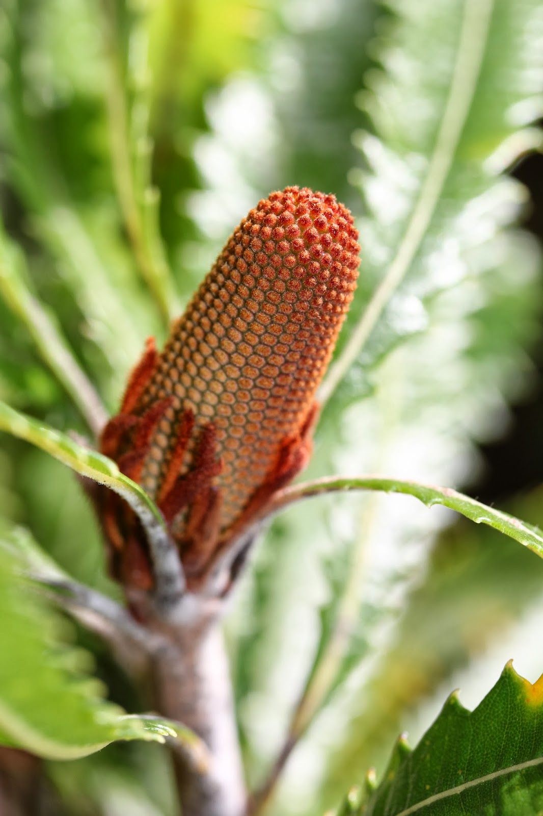 Hunter harvest: Photo of the week - banksia men
