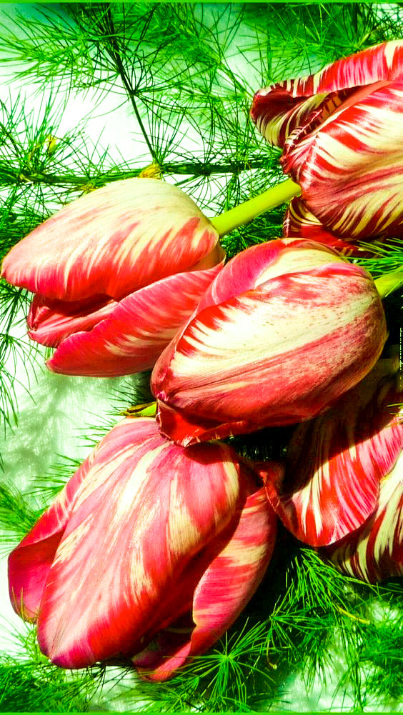 Tulip-Expensive flower ~ ThundersCloud