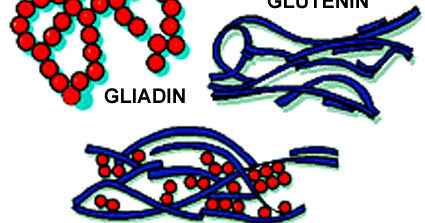 SOJA ENTRIGADA: Glúten – Gliadina e glutenina