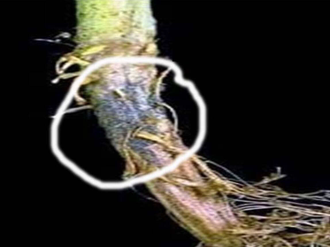 Penyakit Busuk Pangkal pada Tanaman Sawi | anakagronomy[dot]com