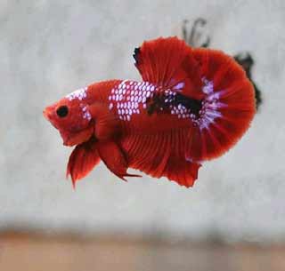 Jenis Jenis Ikan Cupang : Cupang Alam Cupang Aduan dan Cupang Hias ...