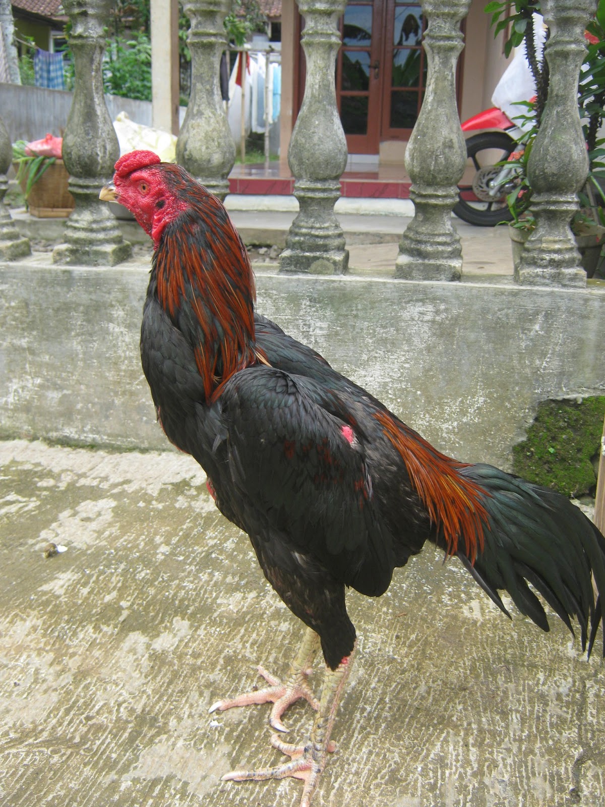 ayam jengger bangkok