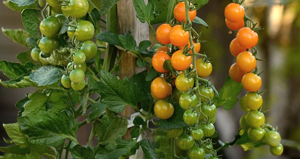 Sungold F1 paradajky