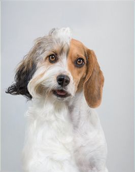 Cairn Terrier Beagle Mix | Dog Beagles