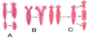 Anna: platyhelminthes