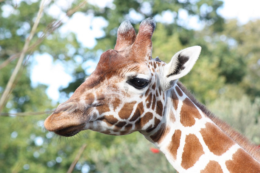 Gambar Jerapah: Kumpulan Gambar Jerapah Update