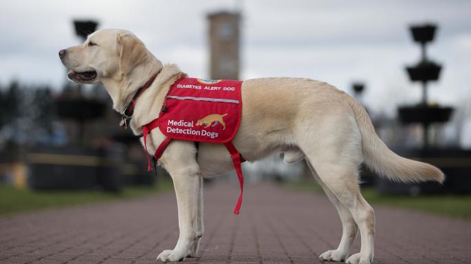 Medical Detecting Dogs - Doglopedix