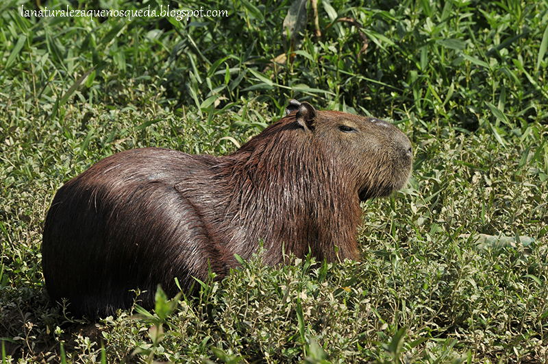 La Naturaleza que nos queda: La fatalidad de una hembra de capibara de ...