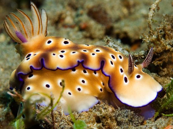 Most Amazing: Nudibranch