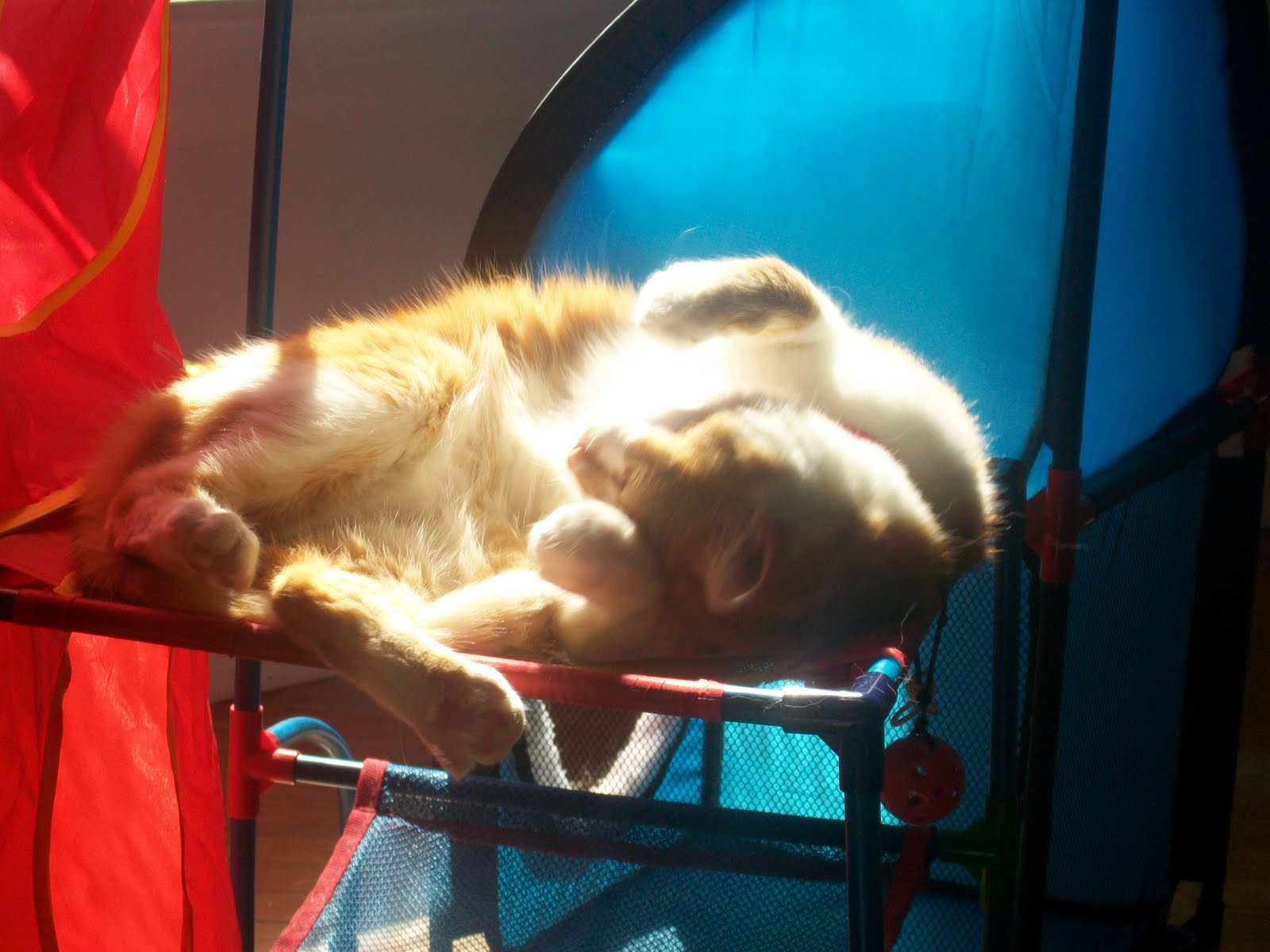 My (not-so-private) Diary of an Eating Disorder: My cat saved my life ...