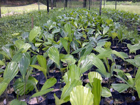 kebun aren: Skema Proses Pabrik Gula