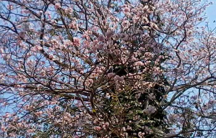 Tabebuia rosea -Tecoma rosea-Sri Lanka Sakura | SL Flora