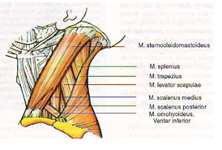 SISTEM MUSKULOSKELETAL - Catatan Awwaludin