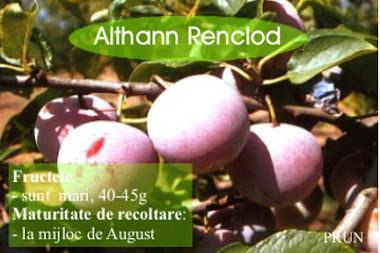 pomi fructiferi: DE STIUT