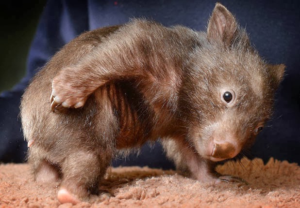 The Kissed Mouth: The Defence of Wombat Friday