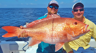 Red Snapper Vs Tilapia Sushi Difference - Fresh Red Snapper, Buy Red ...