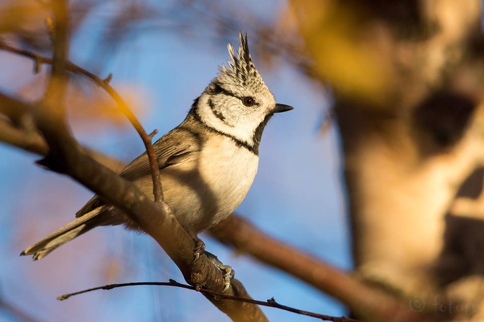 Foture: Tutt-tihane, Lophophanes cristatus