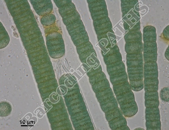 Cyanophyceae (Alga Hijau- Biru) ( Ordo Hormogonales): “ Cyanophyceae ...