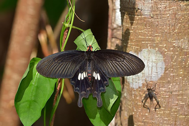 Beauty of Fauna and Flora in Nature: Malayan Birdwing @ Pulau Ubin