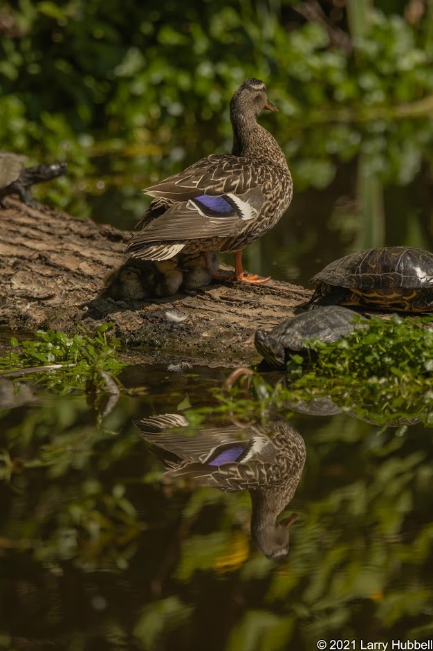 Union Bay Watch : Ducklings are Delightful