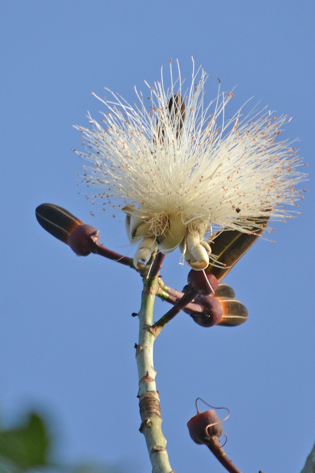 Nubardo Coy: El Ceibo barrigón o barrigón (Pseudobombax septenatum)