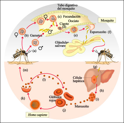 MALARIA Y PLASMODIUM: CICLO VITAL DEL PLASMODIUM VIVAX