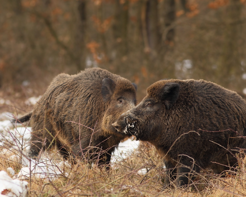 MY HUNTING BLOG BY ALEX BACULEA