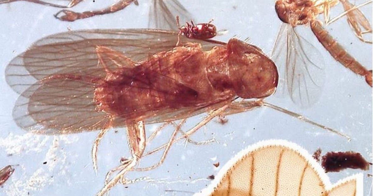 Dinosaur-age Cockroaches Found Preserved in Amber - Geology In