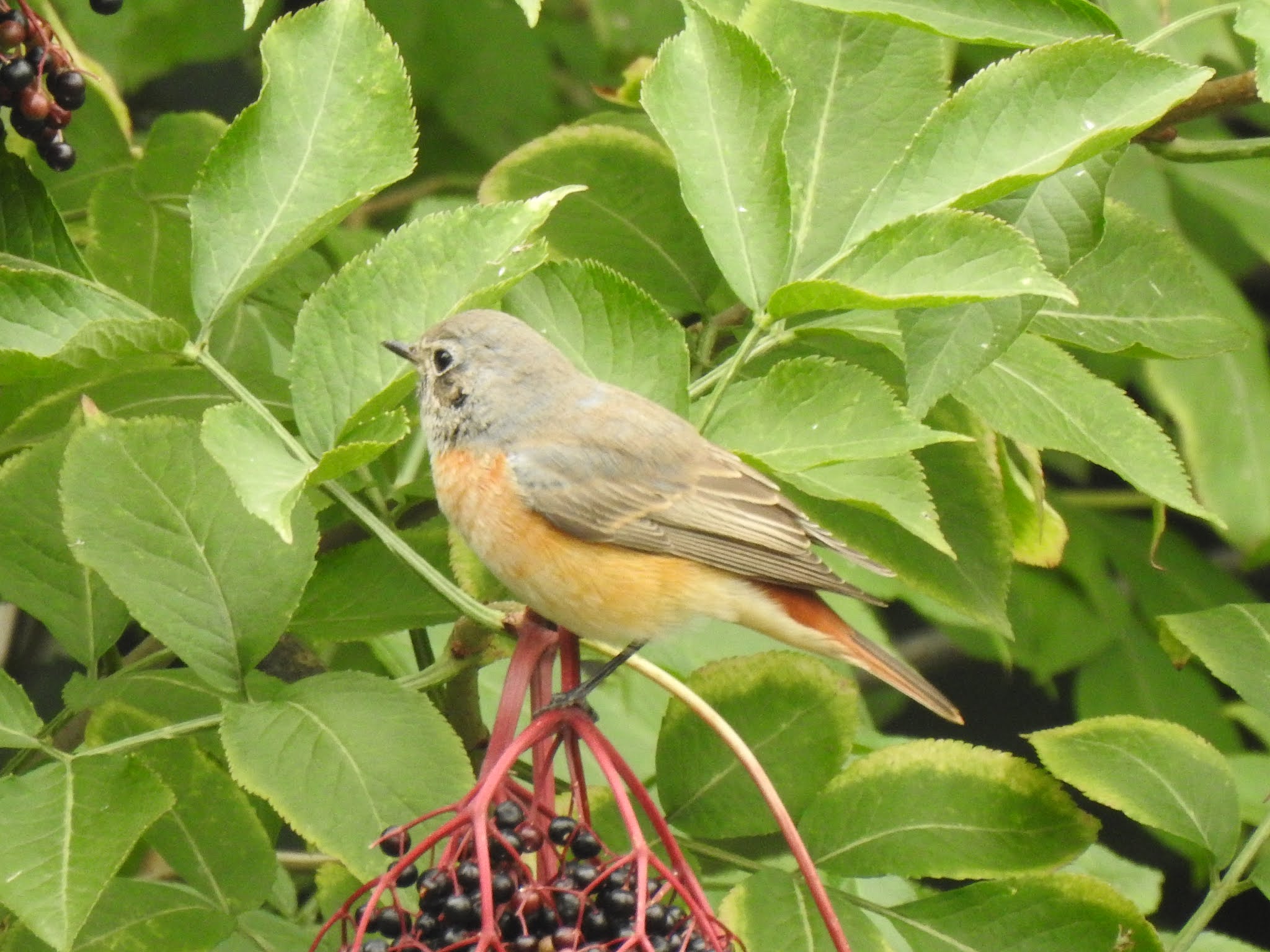 PASARI DIN ROMANIA: CODROSUL DE PADURE (1), Phoenicurus phoenicurus