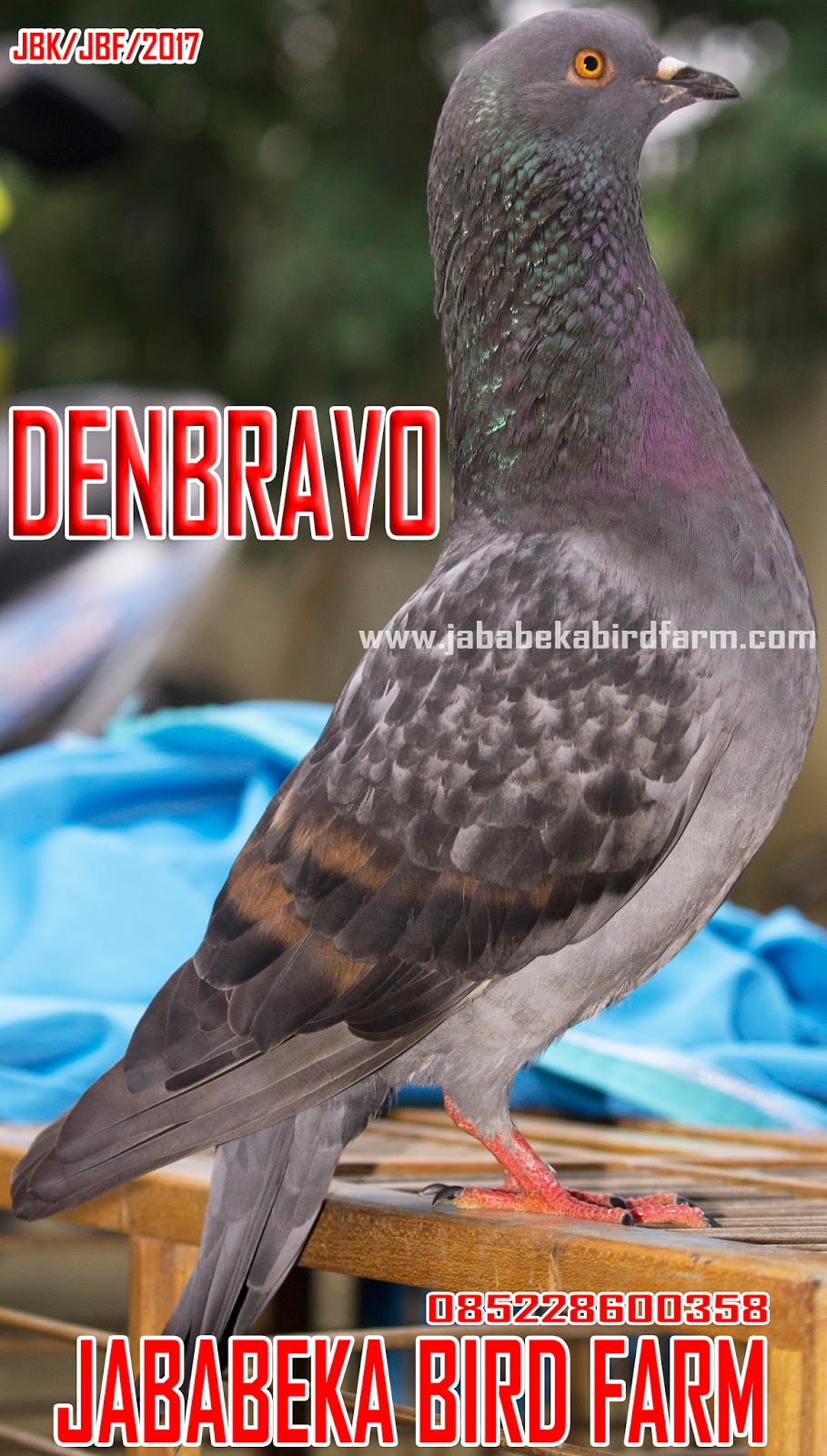 Beberapa Tipikal Pemain Bermain Merpati Kolong