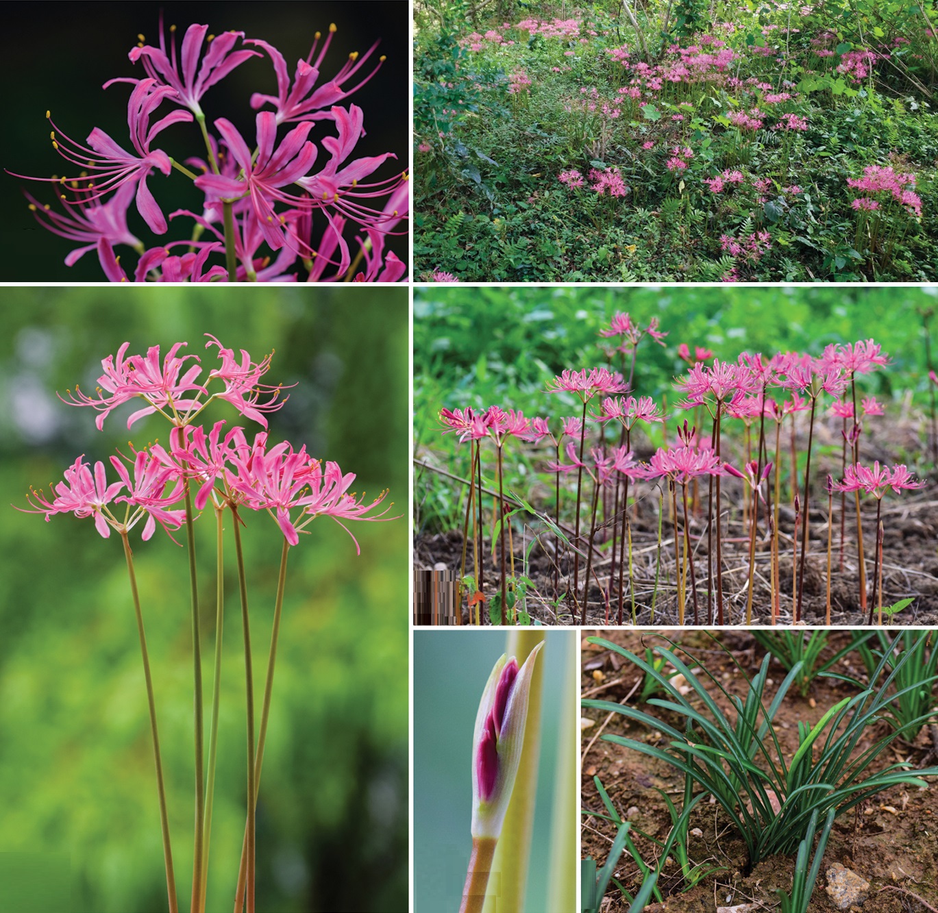 Species New to Science: [Botany • 2021] Lycoris wulingensis ...