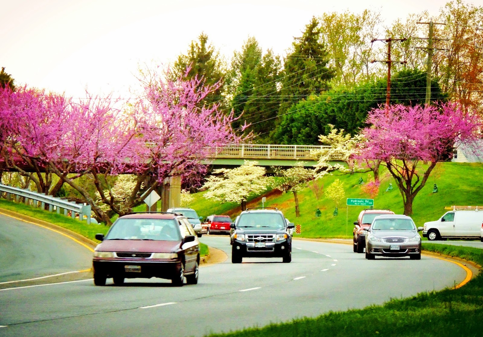 Let Your Light Shine: The Judas Tree