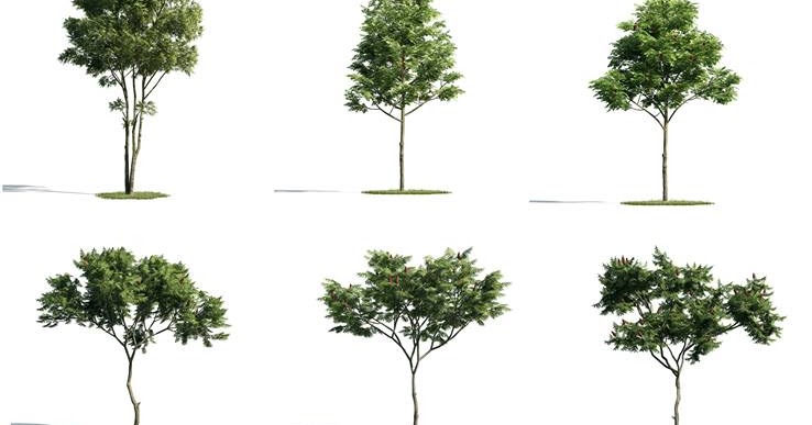 7. Trees Free Sketchup Model