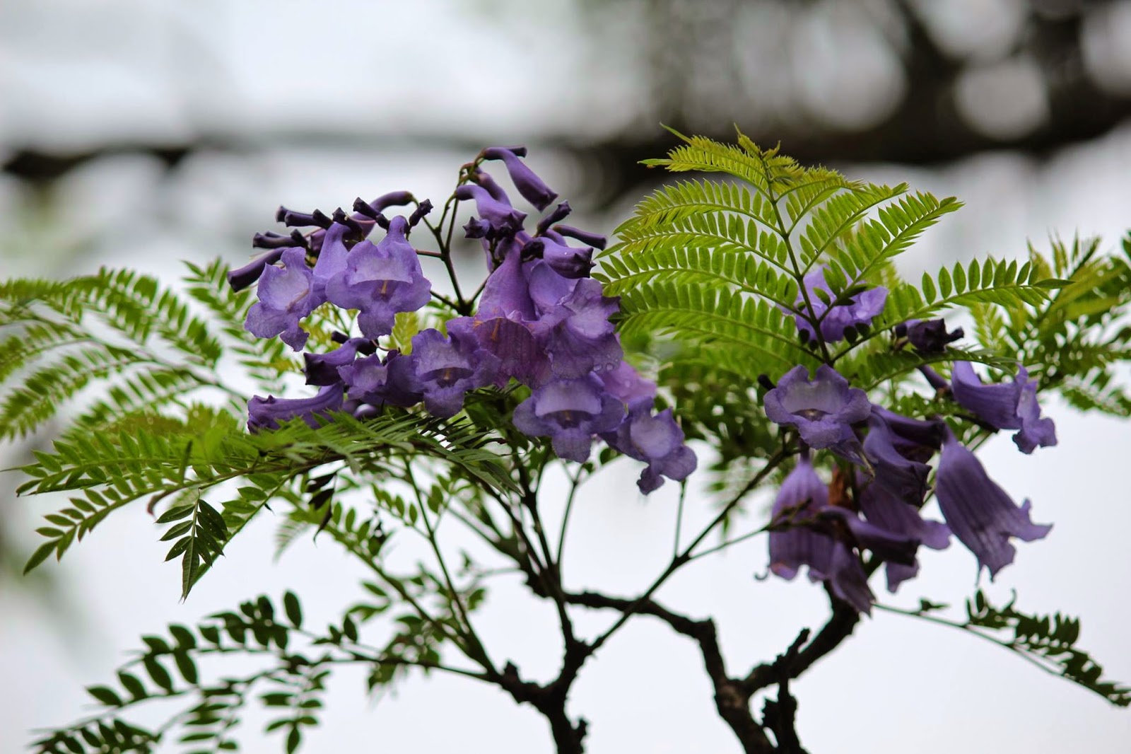Uma flor por dia: Jacarandá-mimoso
