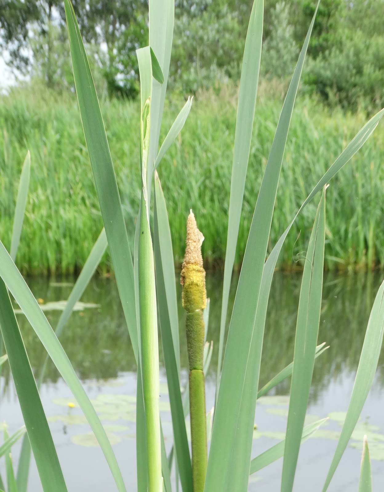 oog voor de natuur: Bloeikolf van grote lisdodde (Typha latifolia). De ...