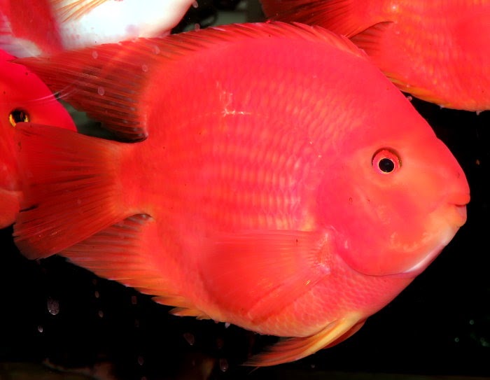 金魚&水族快訊Goldfish & Aquarium Messages: 紅元寶血鸚鵡魚(Blood parrot "Red ingot")