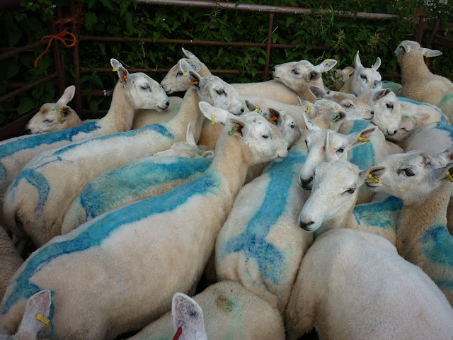 An English Homestead: Preventative Treatment For Fly Strike